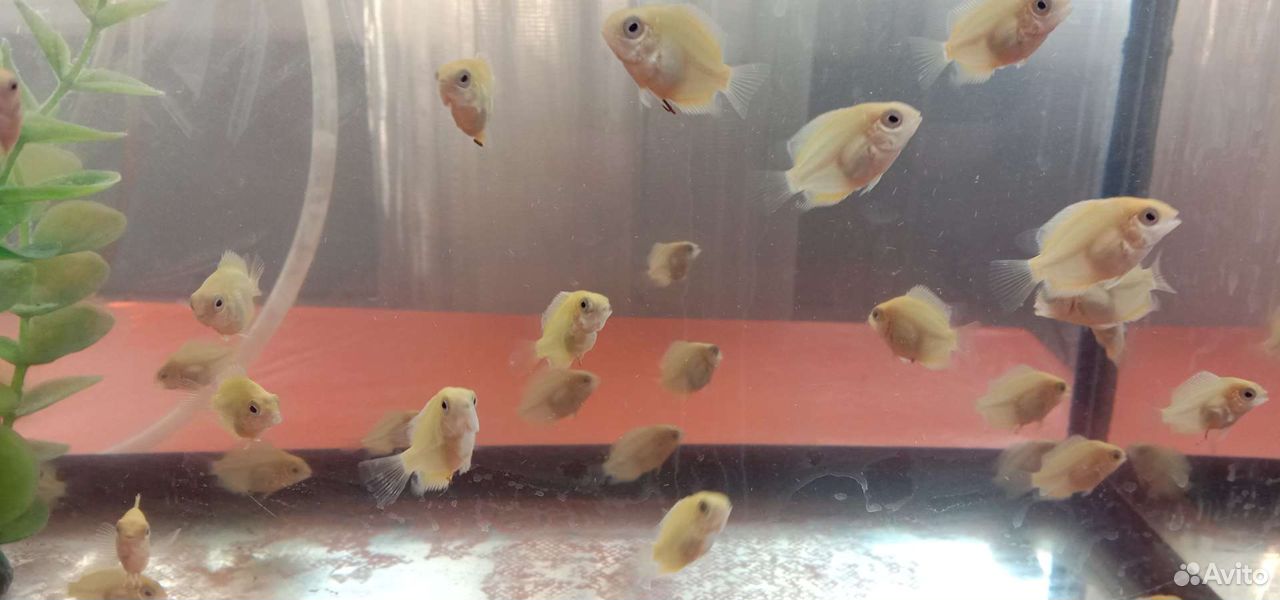 Рыба Мальки северума красноточечного