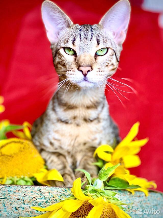 Продаётся котёнок саванна