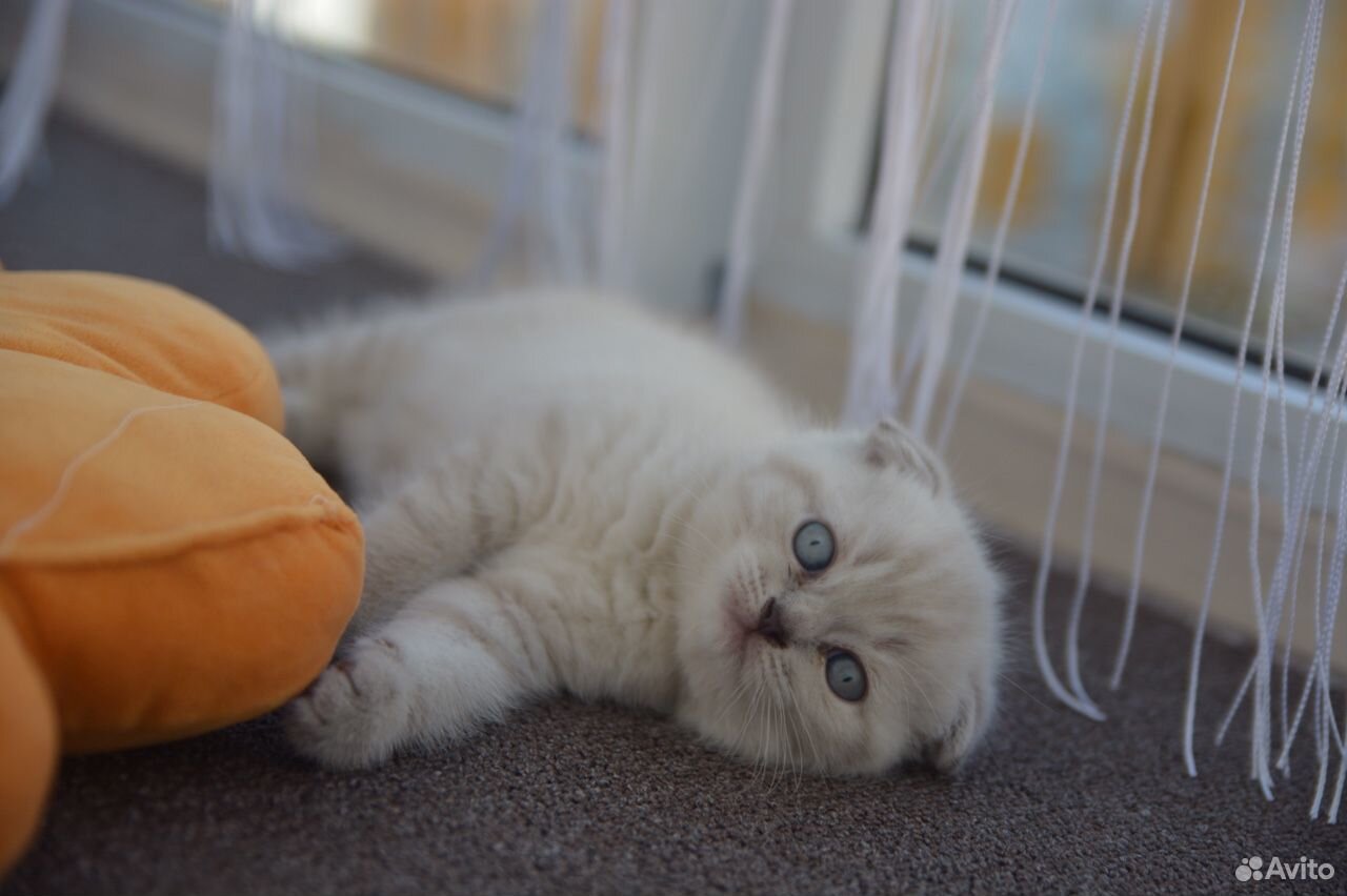 Шотландский вислоухий котик