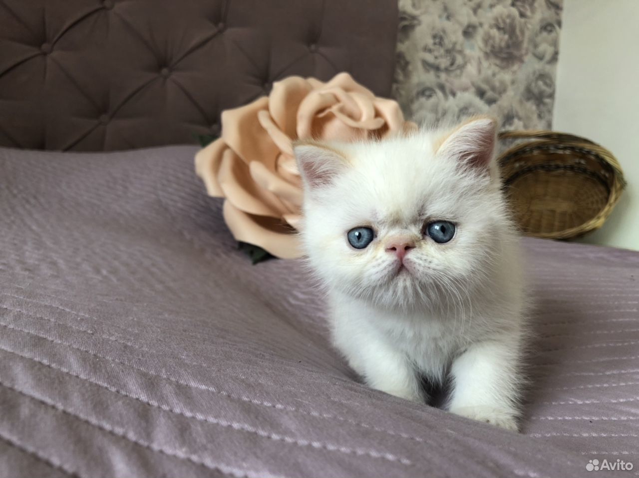 Экзотическая кошечка