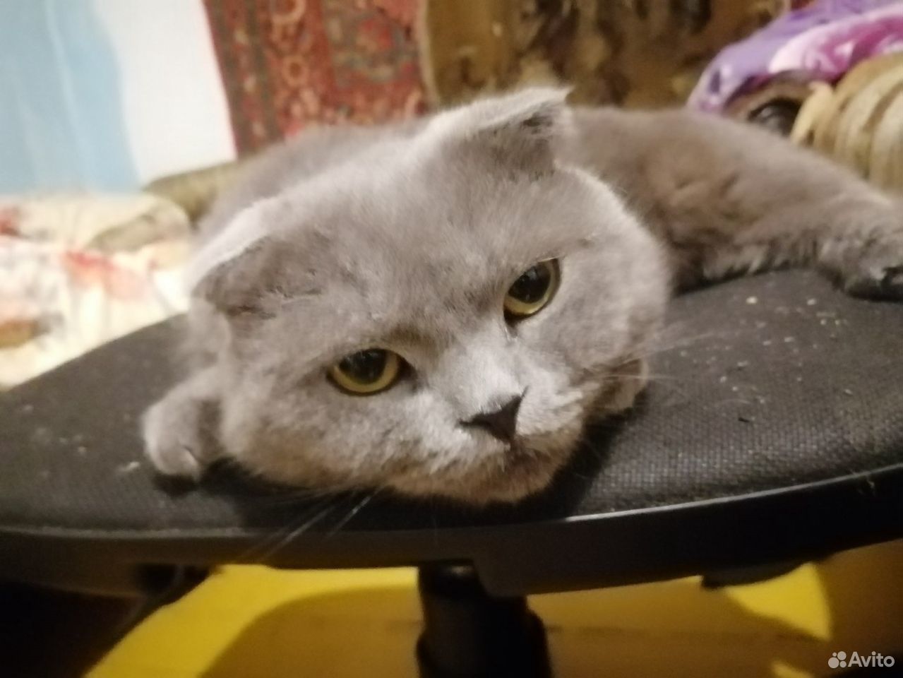 Вязка шотландца