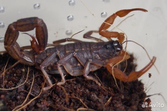 Скорпион/lychas tricarinatus