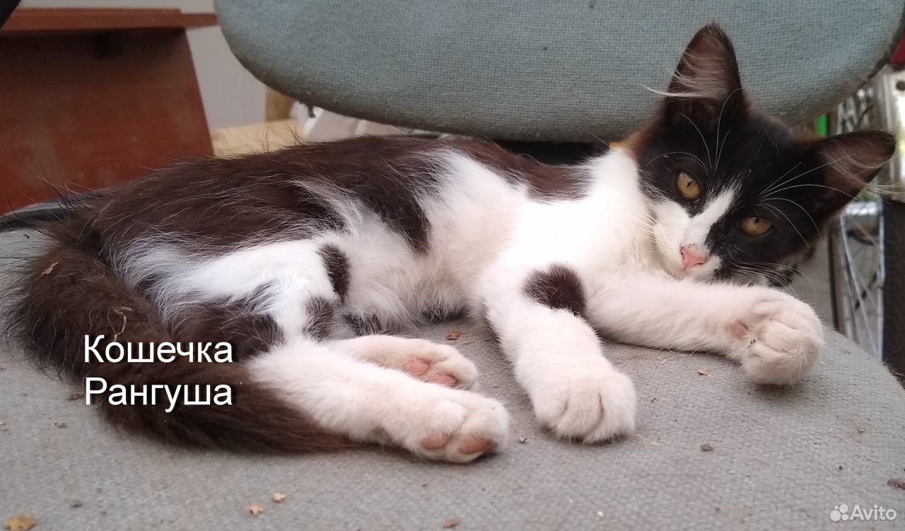 Котята ждут любящих хозяев