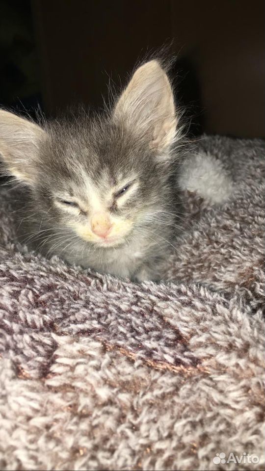 Котенок