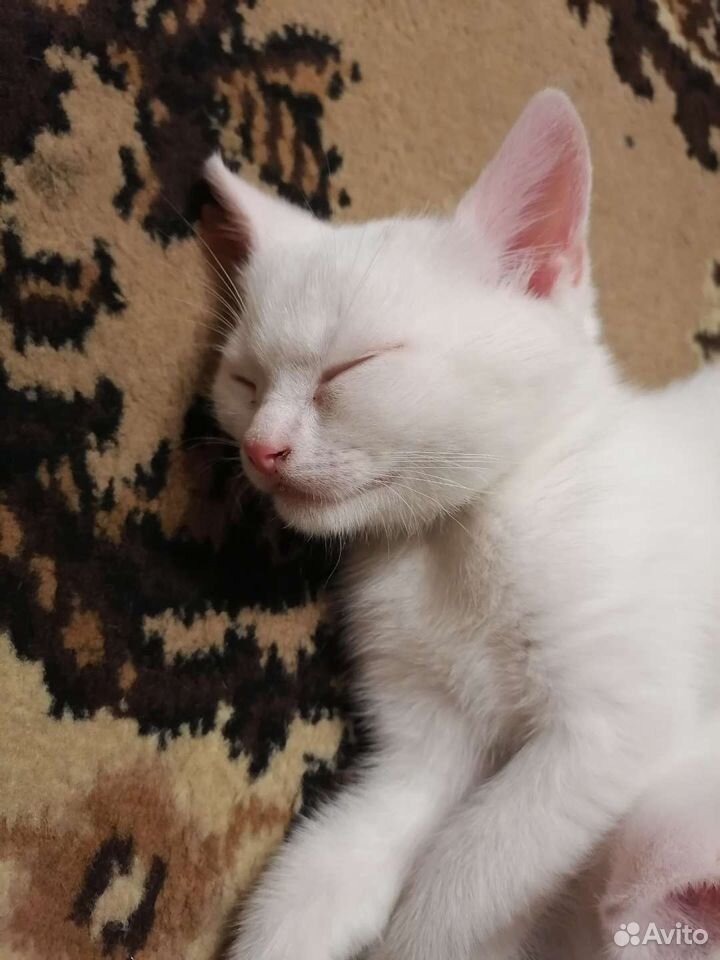 Кошка