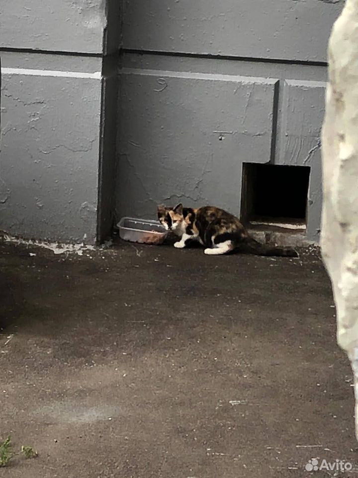 Отдам котенка