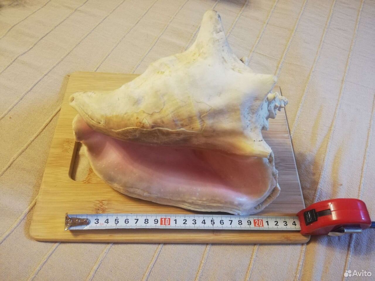 Большая морская раковина из Карибского моря