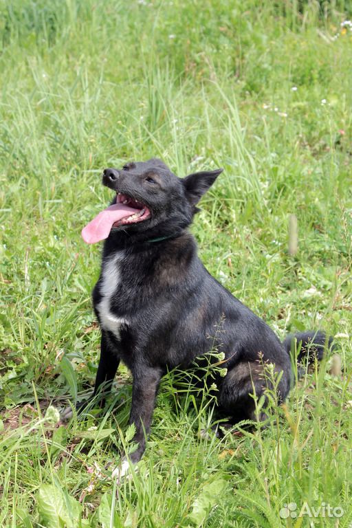 Малышка-чернышка Николь, 10 кг в дар