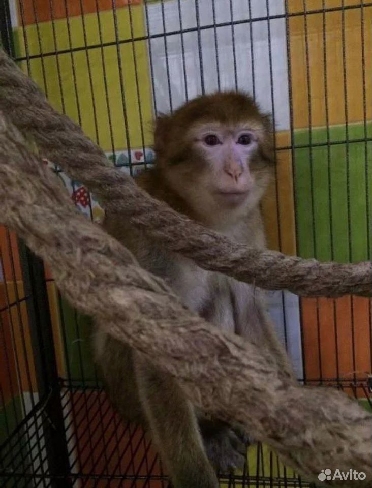 Умная обезьяна