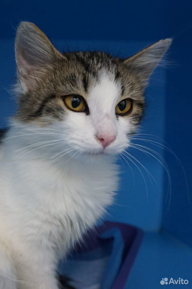 Котенок Шейла в дар