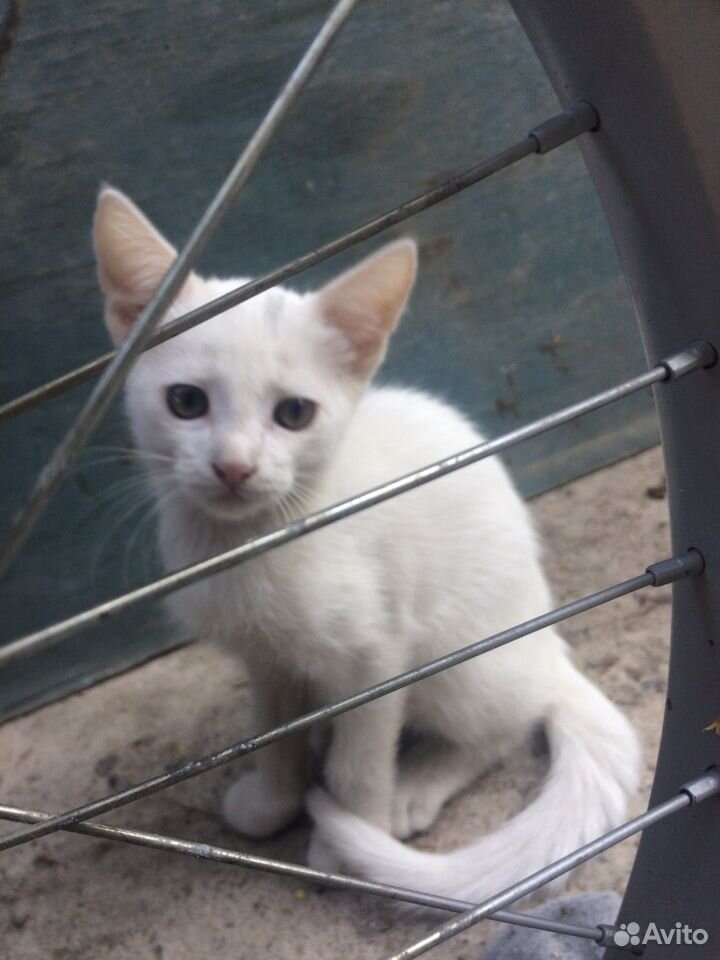 Очаровашка девочка ищет семью