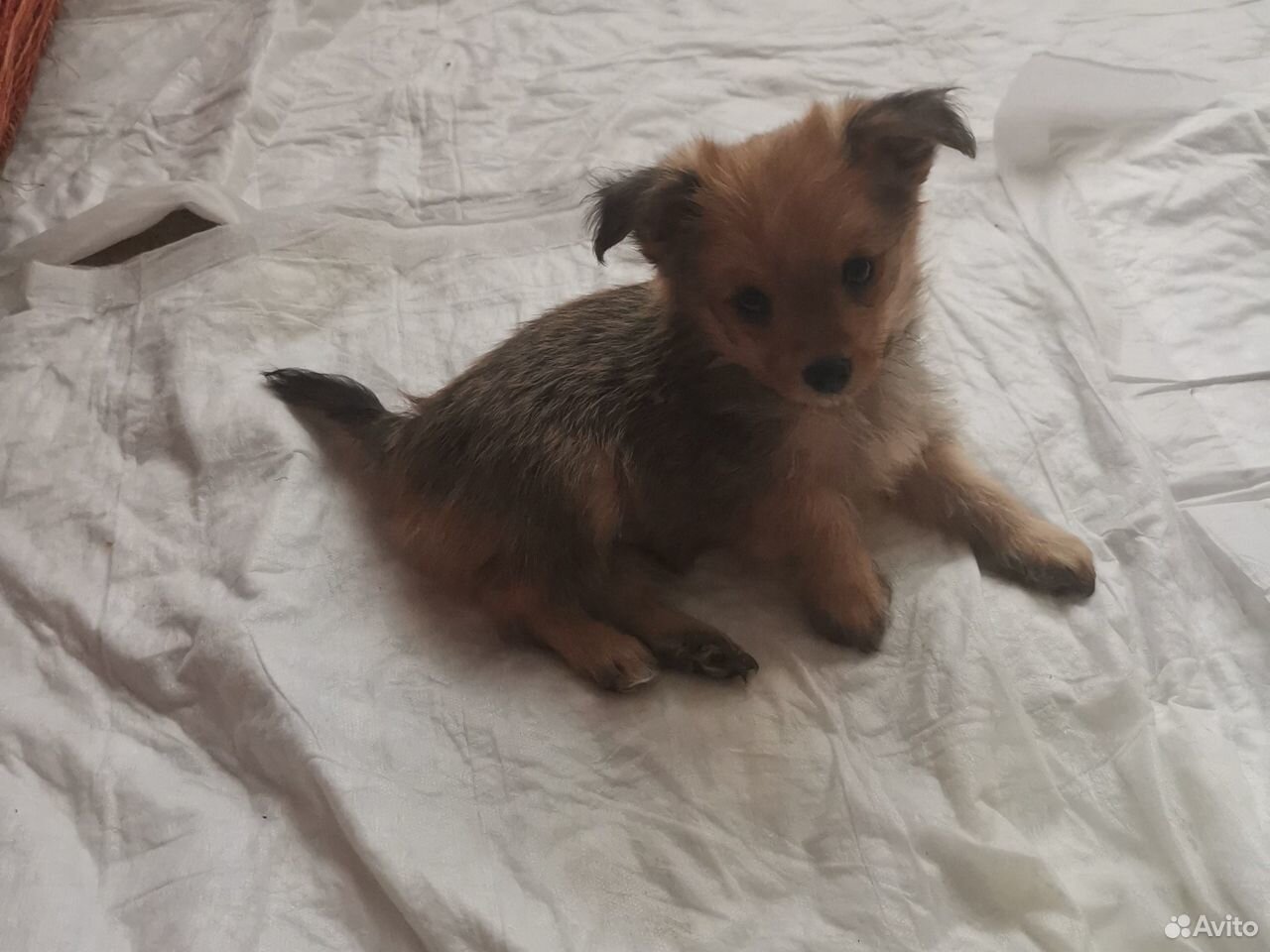 Русская цветная болонка