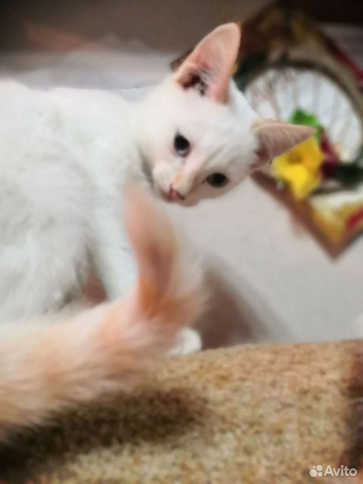 Отдам 2 голубоглазых котят