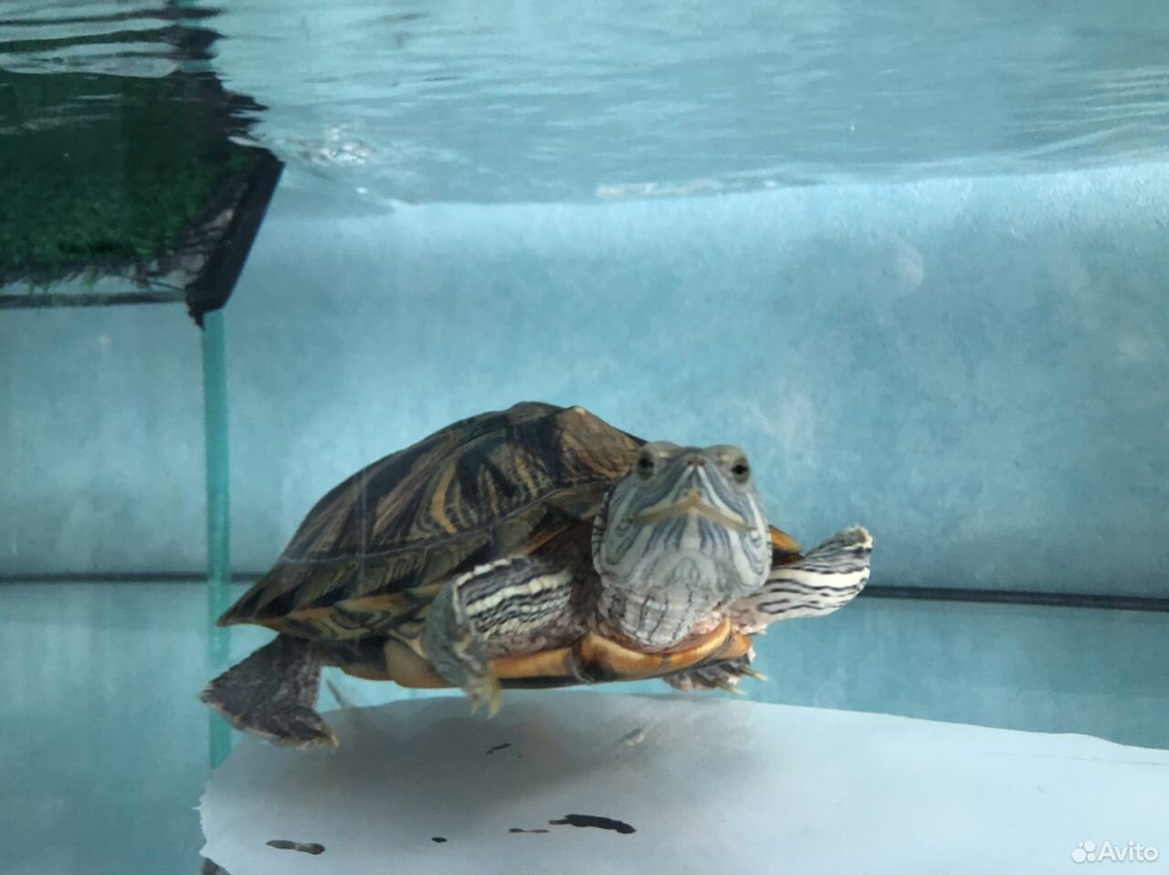 Черепахи красноухие