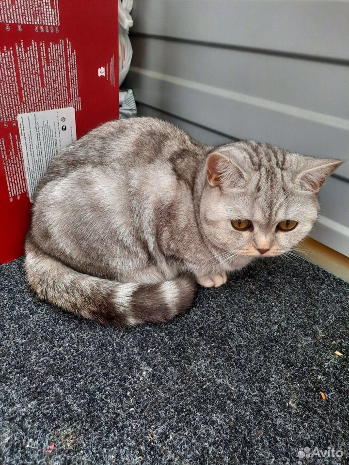 Шотландская кошечка