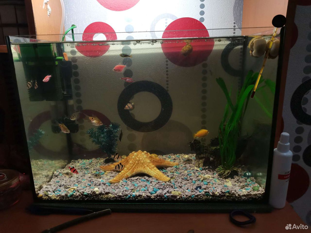 Аквариум со всем содержимом