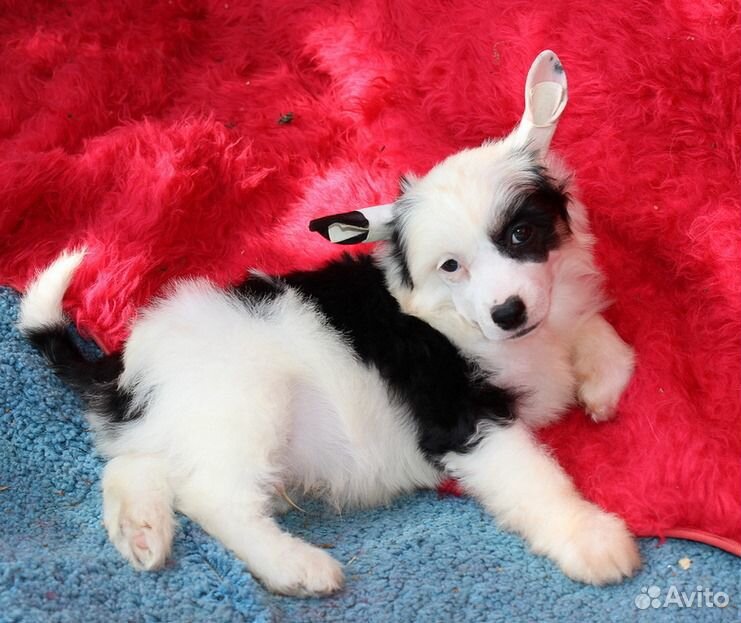 Пуховые мальчики