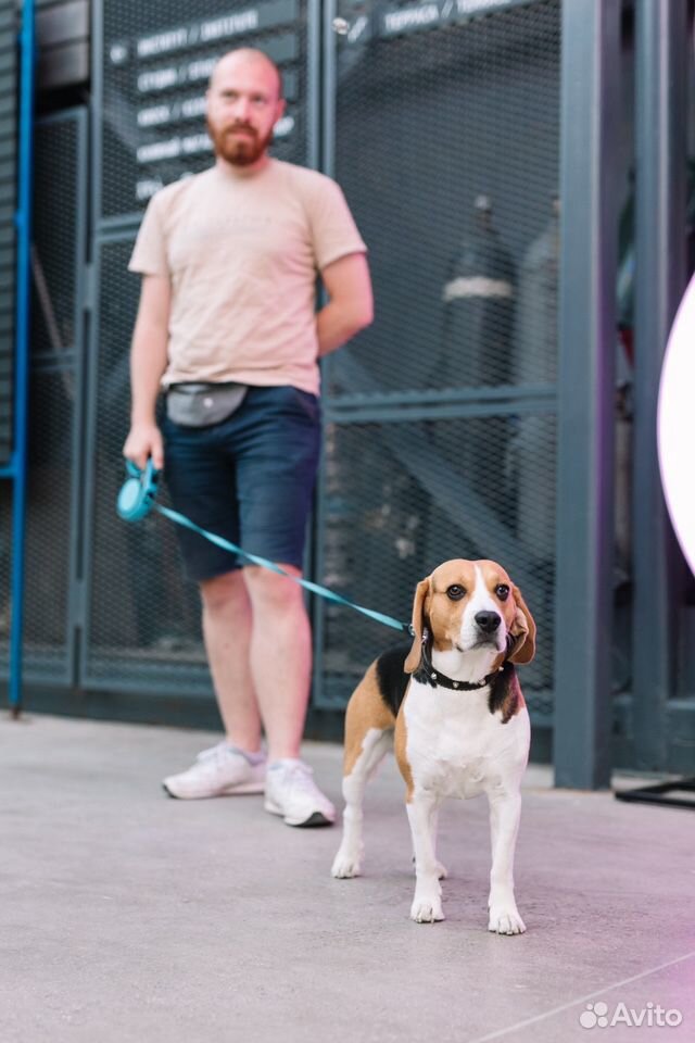 Бигль вязка