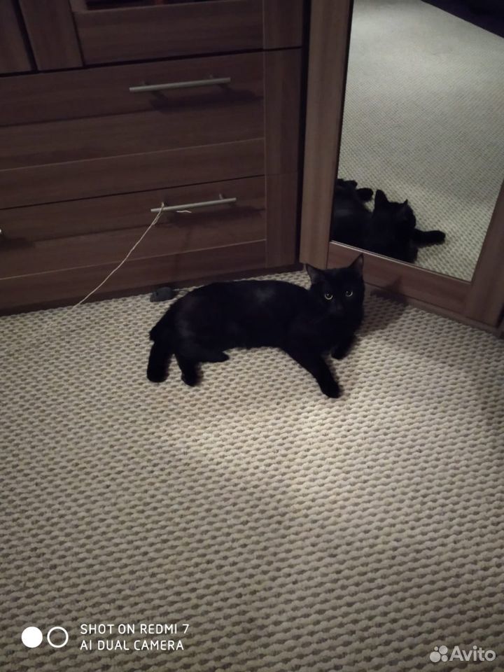 Котенок 10мес