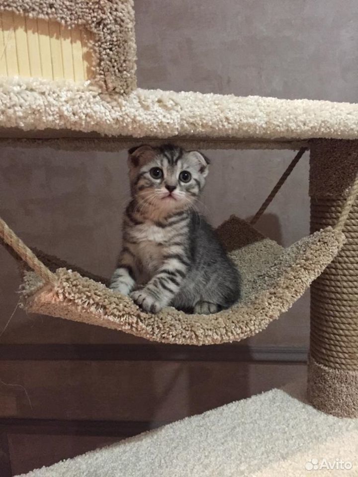 Котята шотландские