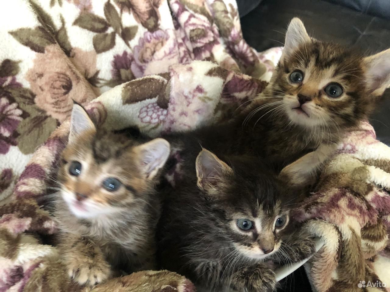 Милые котята в дар