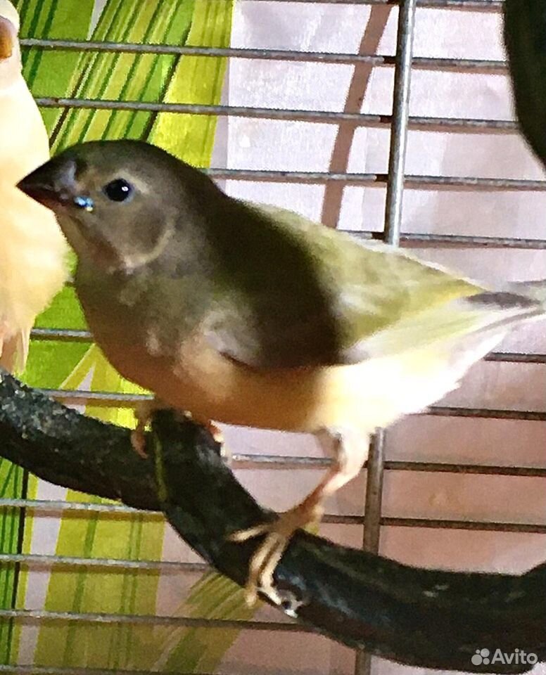 Птенец амадины гульда