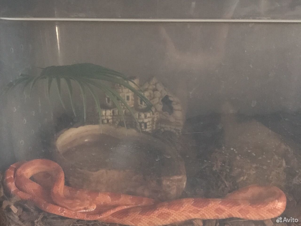 Маисовый полоз Okeetee Albino