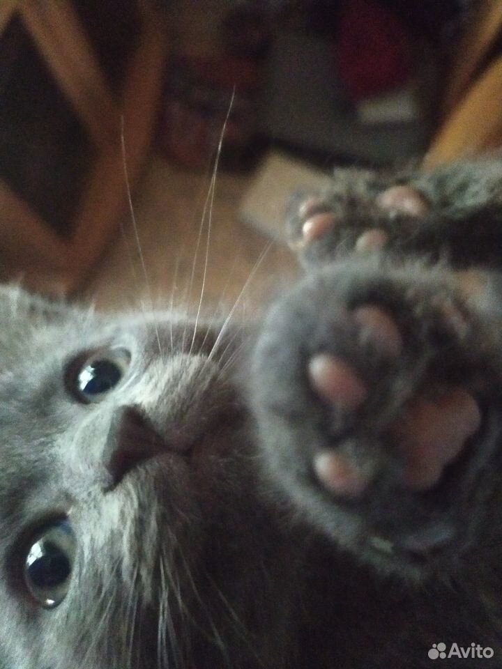 Голубой Котенок