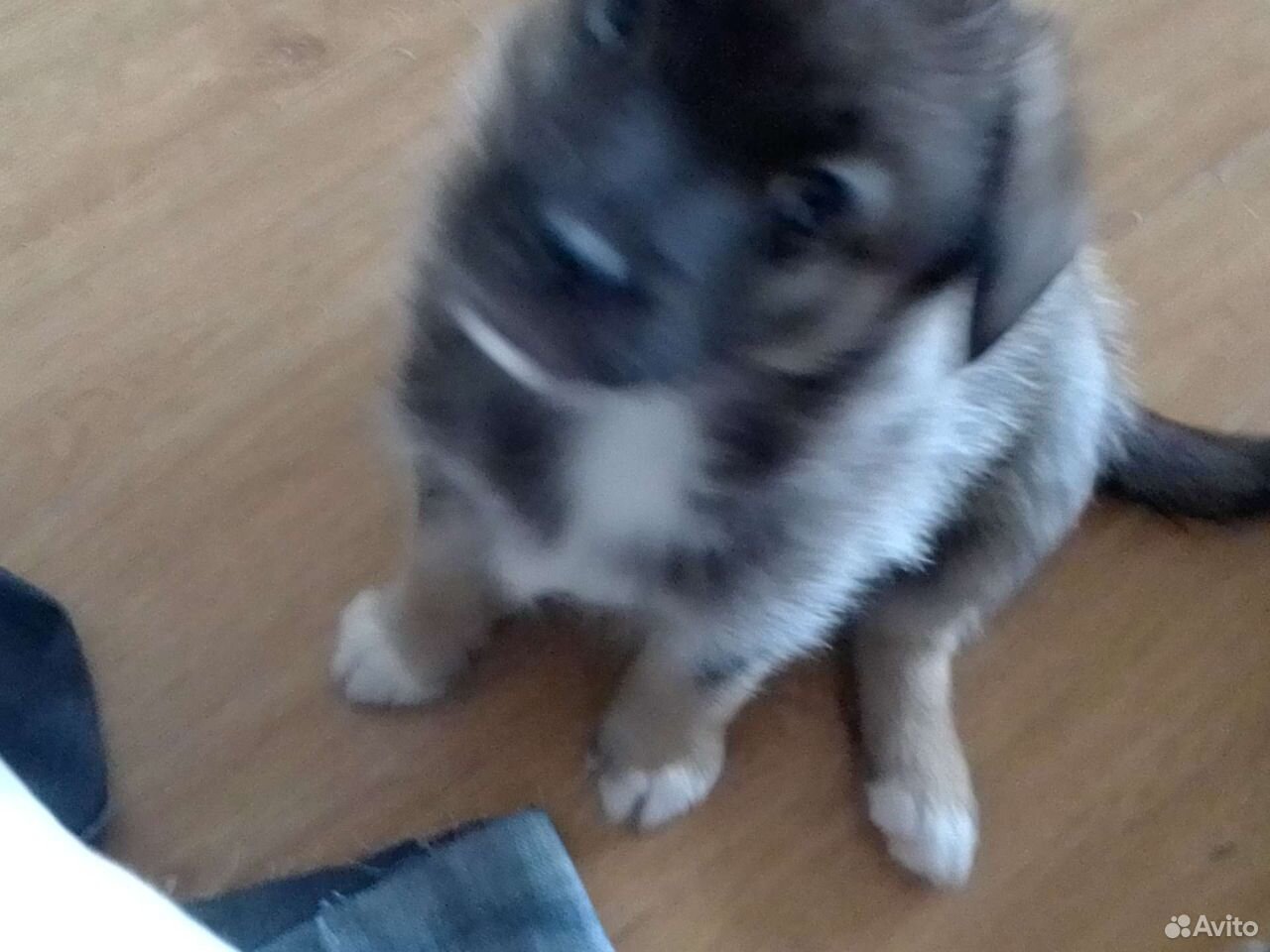 Отдадим в добрые руки щенка немецкой овчарки 2 мес