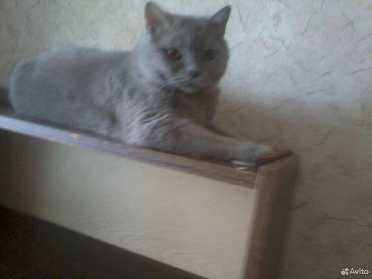 Британочка ждет хозяина