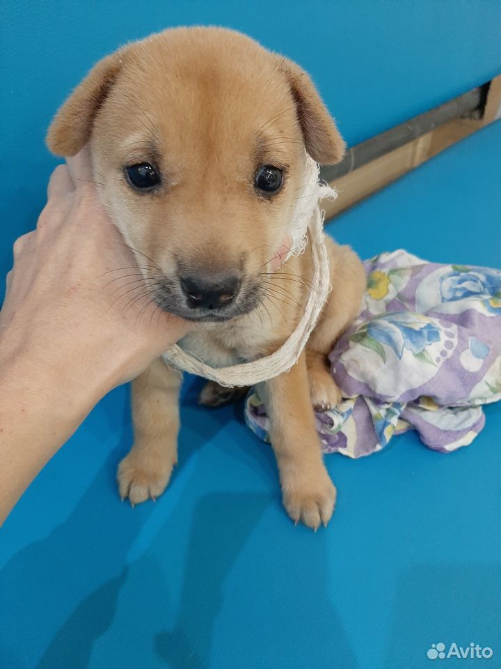 Помись с шарпеем - девочка