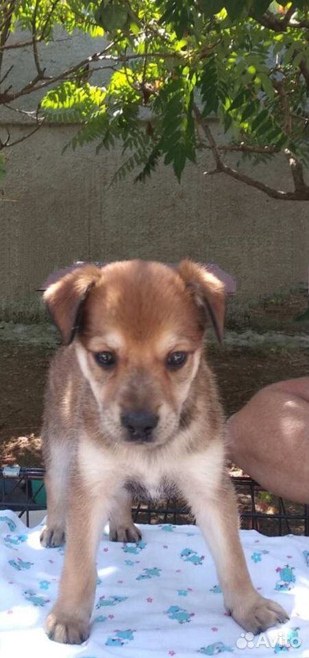 Лайка метис в добрые руки