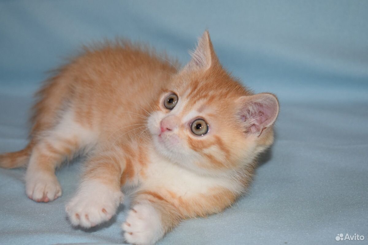 Рыжий шотик