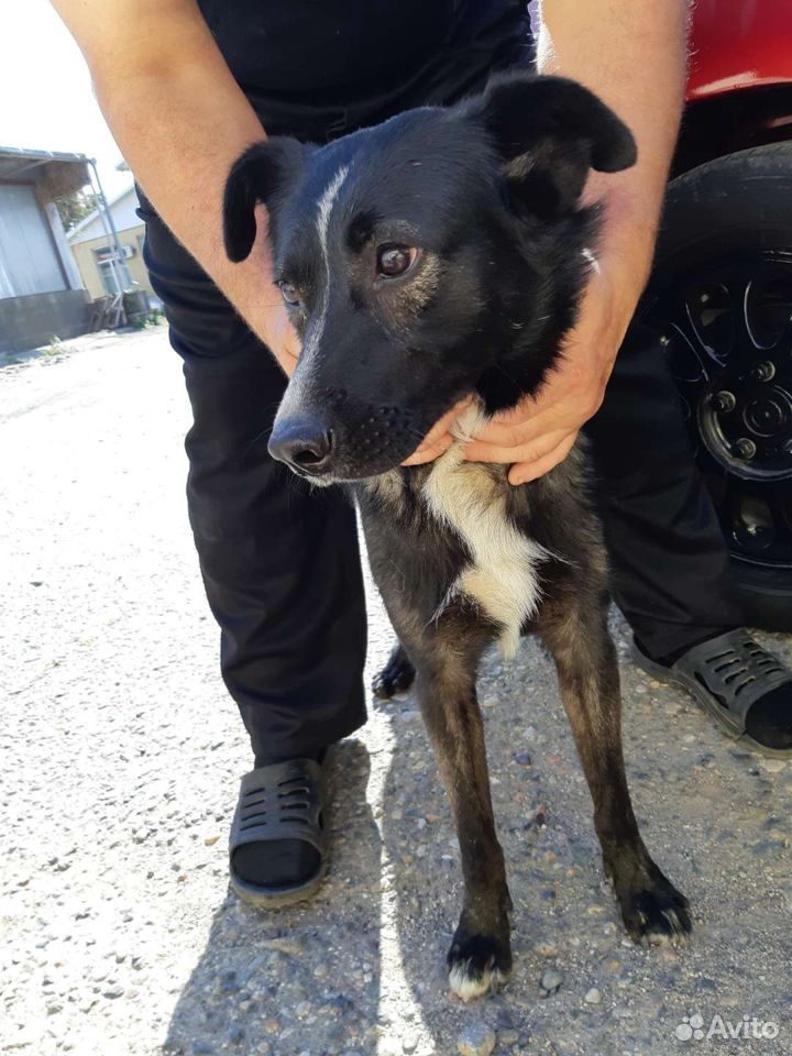 Молодой кобелек