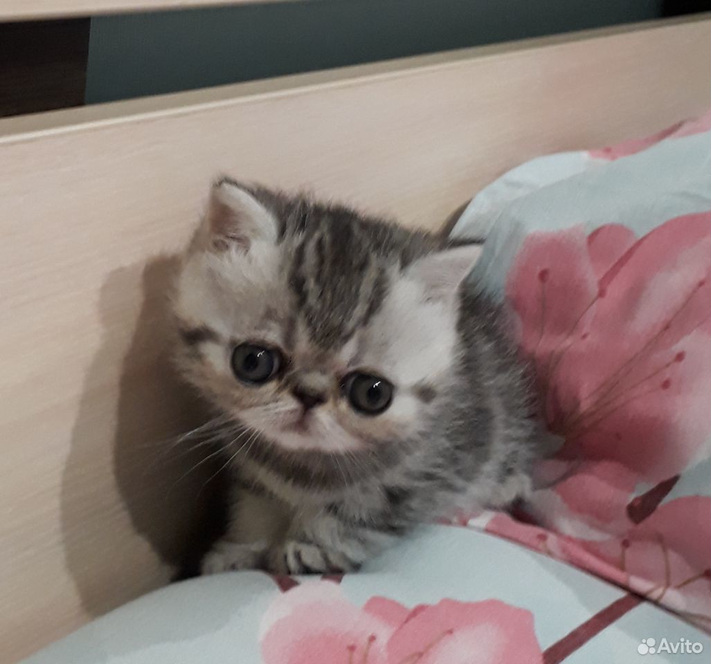 Кошечка экзот