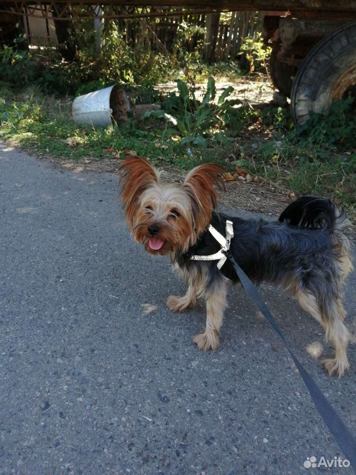 Йоркширский терьер