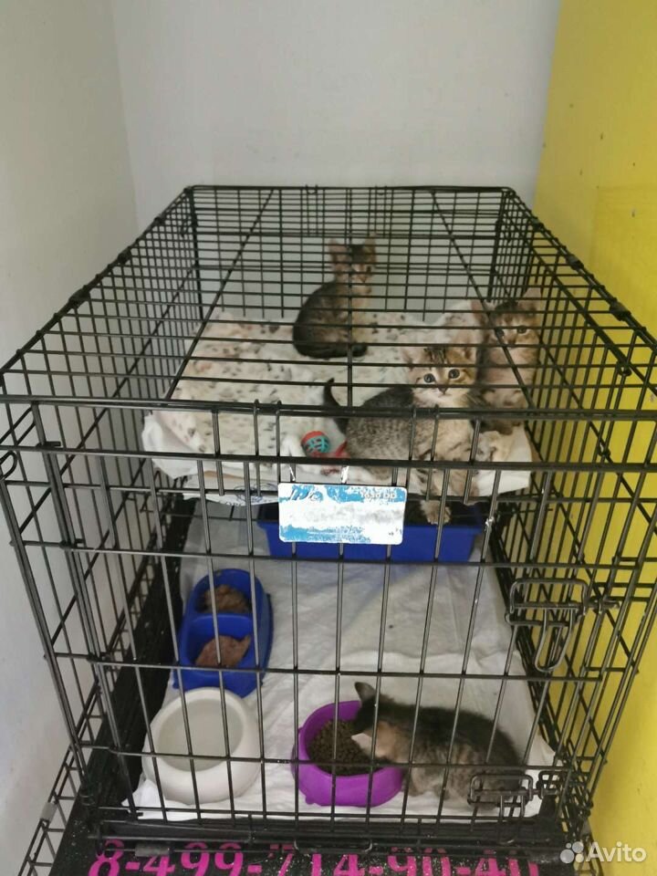 Котята ищут дом