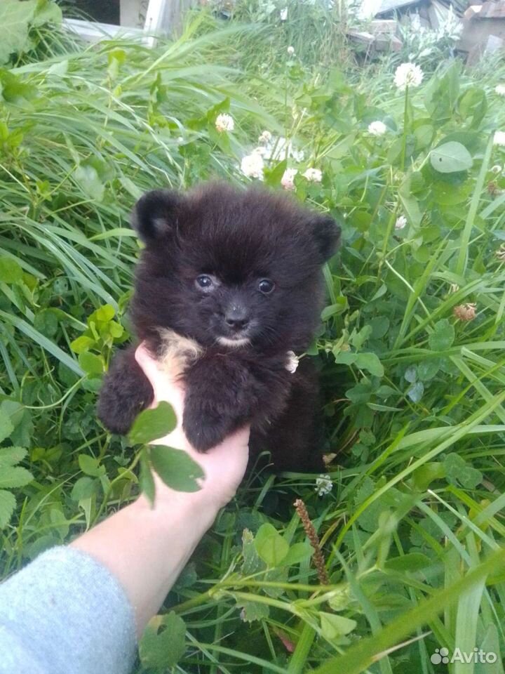 Шпиц мальчик Черный