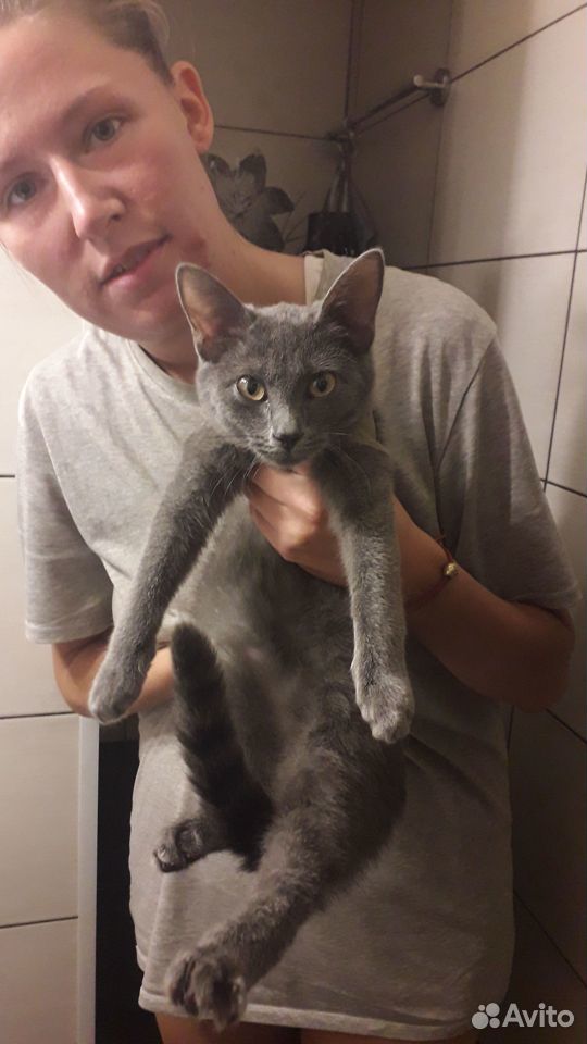 Кошка