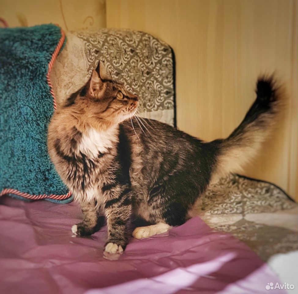 Кошка уютная и домашняя ищет дом