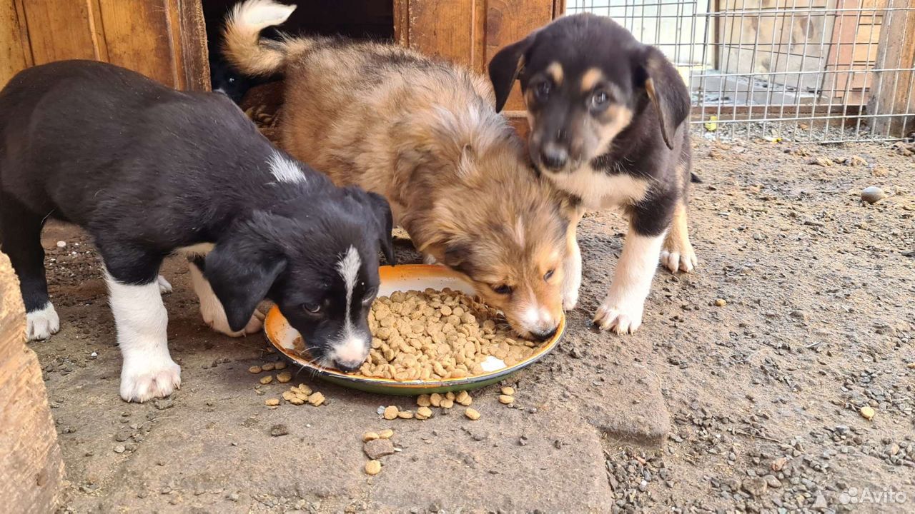 Щенки мальчики 2 мес. привиты. будут по колено. Пр