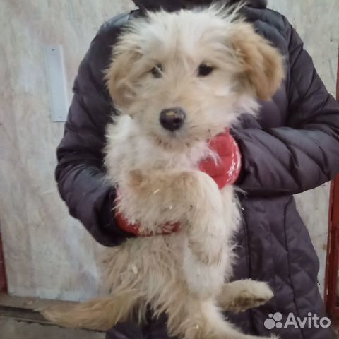 Малыши ищут дом