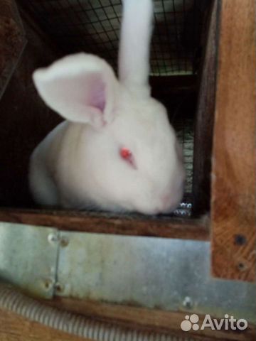 Мясо кролика