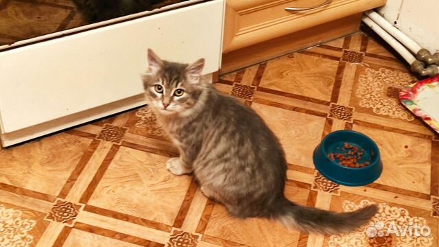 Продам котенка (девочка, полгода)