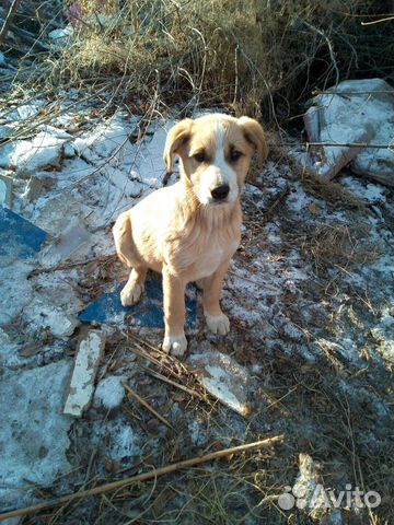 Собака, щенок, 3 месяца