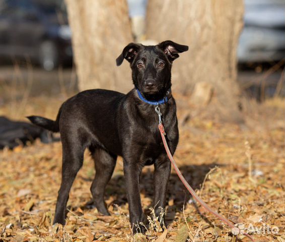 Щенок в добрые руки