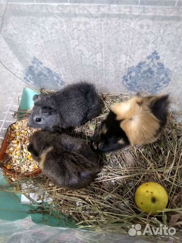 Морские свинки