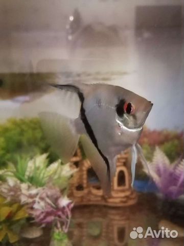 Аквариумная рыбка