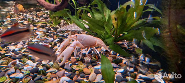 Рак аквариумный белый