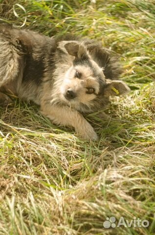 Небольшой кобель